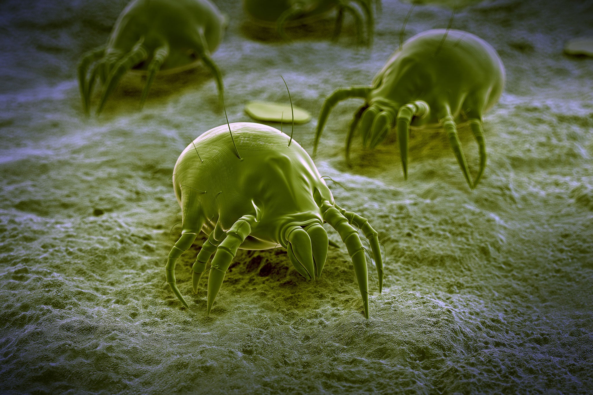 How Are Dust Mites Related To Your Mattress? – SpineAlign